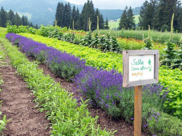 Auffach Wildschönau | Direkt ins Skigebiet Schatzberg im Ski Juwel ...